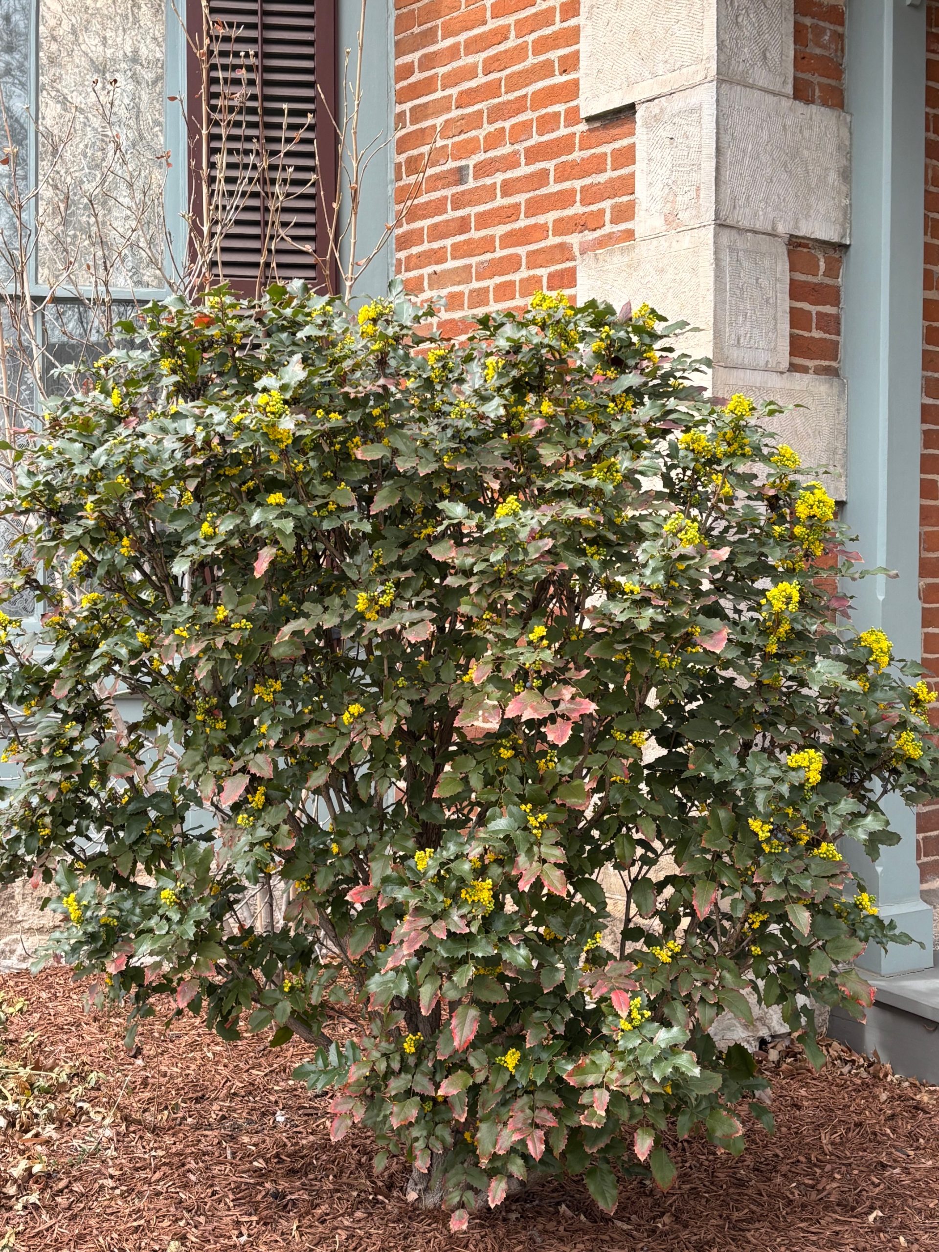 The Mcallister House Museum in Colorado Springs Come Vis